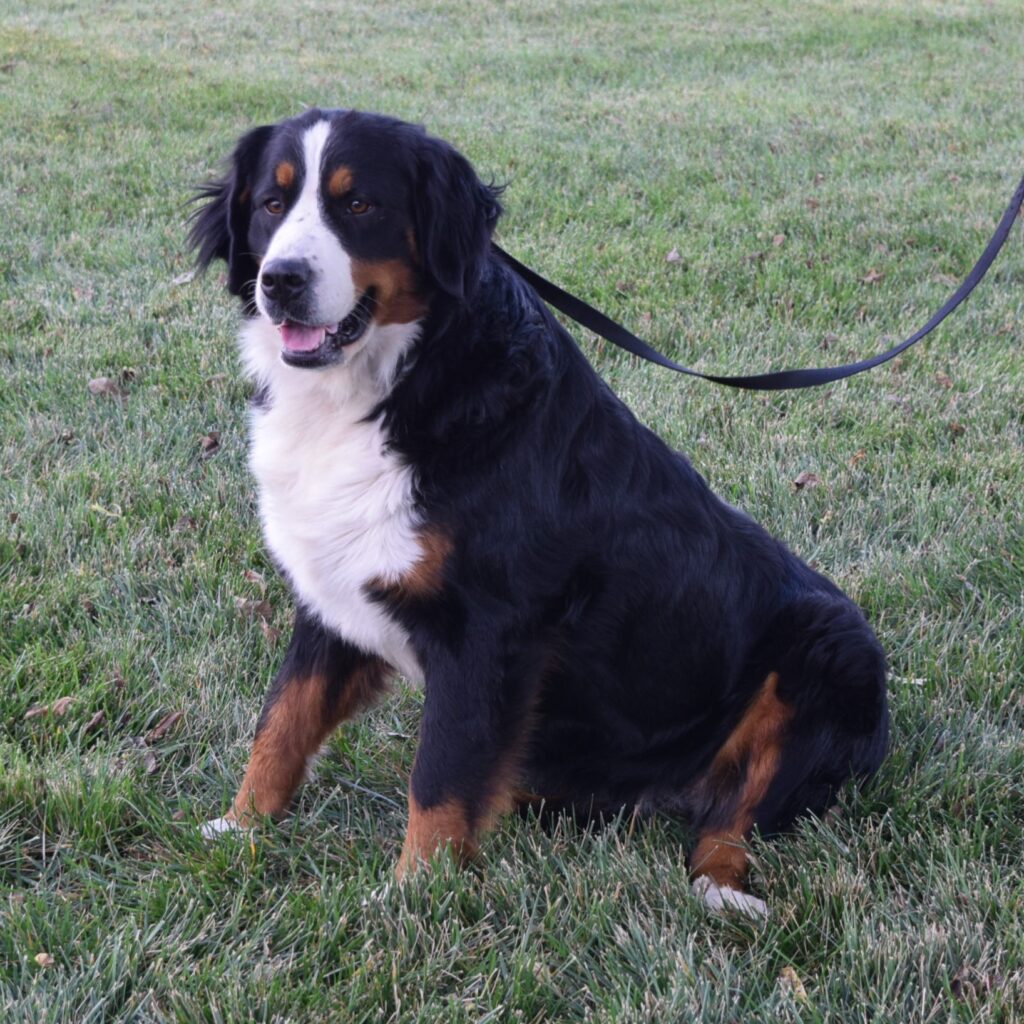 F1 Mini Bernedoodles | Bernedoodles Of The Open Prairie