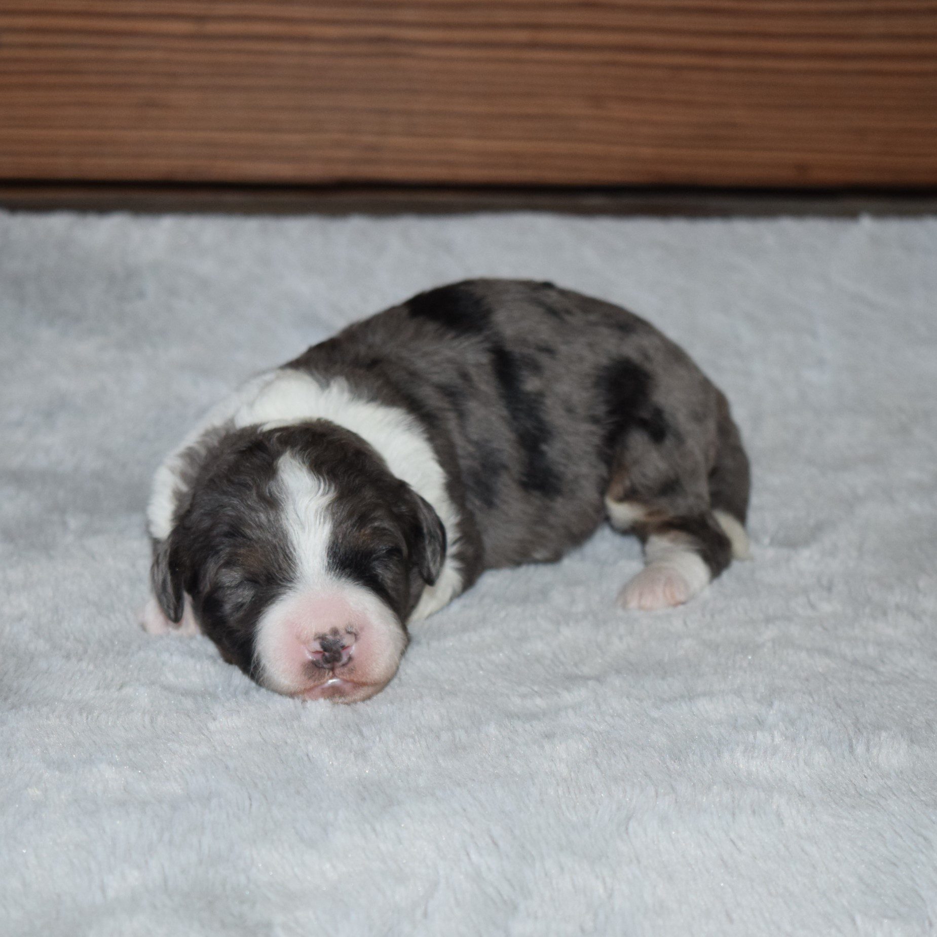 F1B Tiny Puppies | Bernedoodles Of The Open Prairie