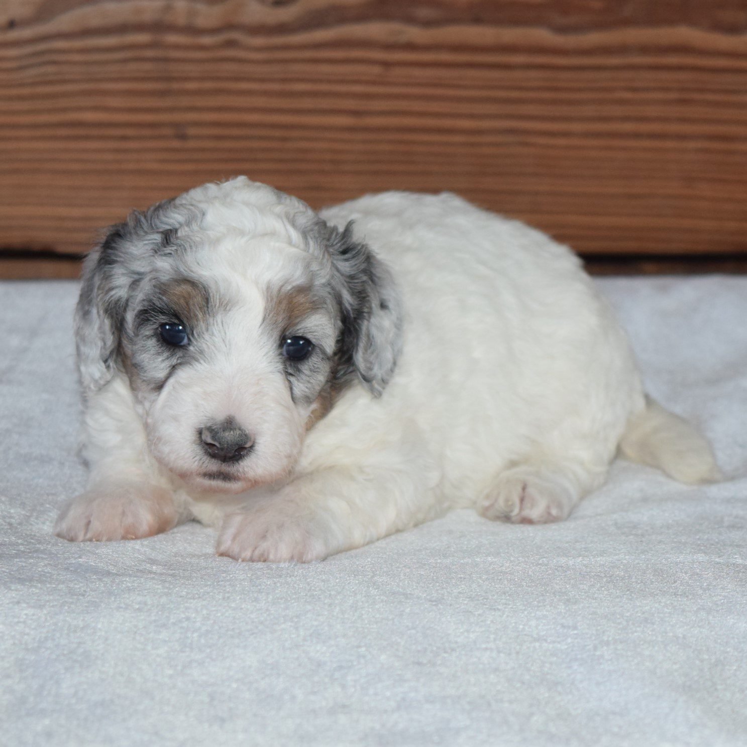 F1B Tiny Puppies | Bernedoodles Of The Open Prairie