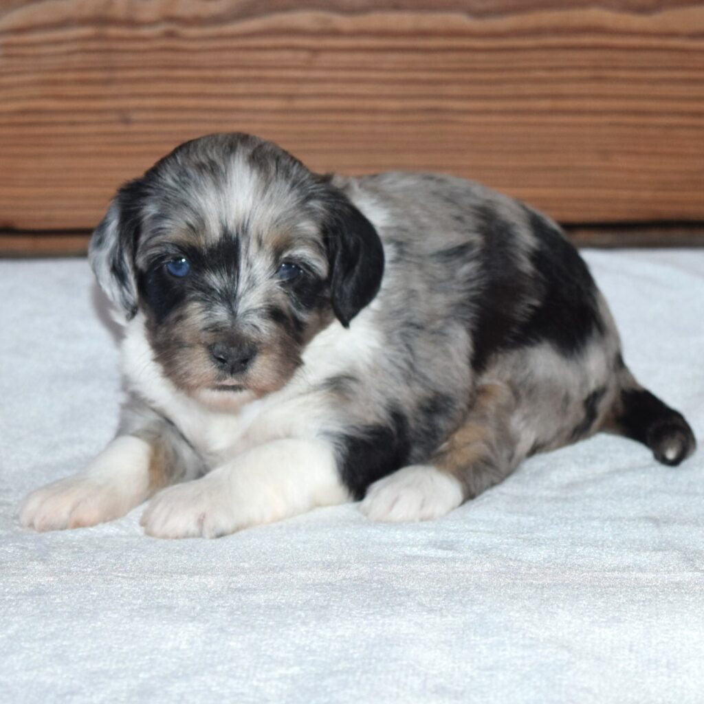 F1B Tiny Puppies | Bernedoodles Of The Open Prairie
