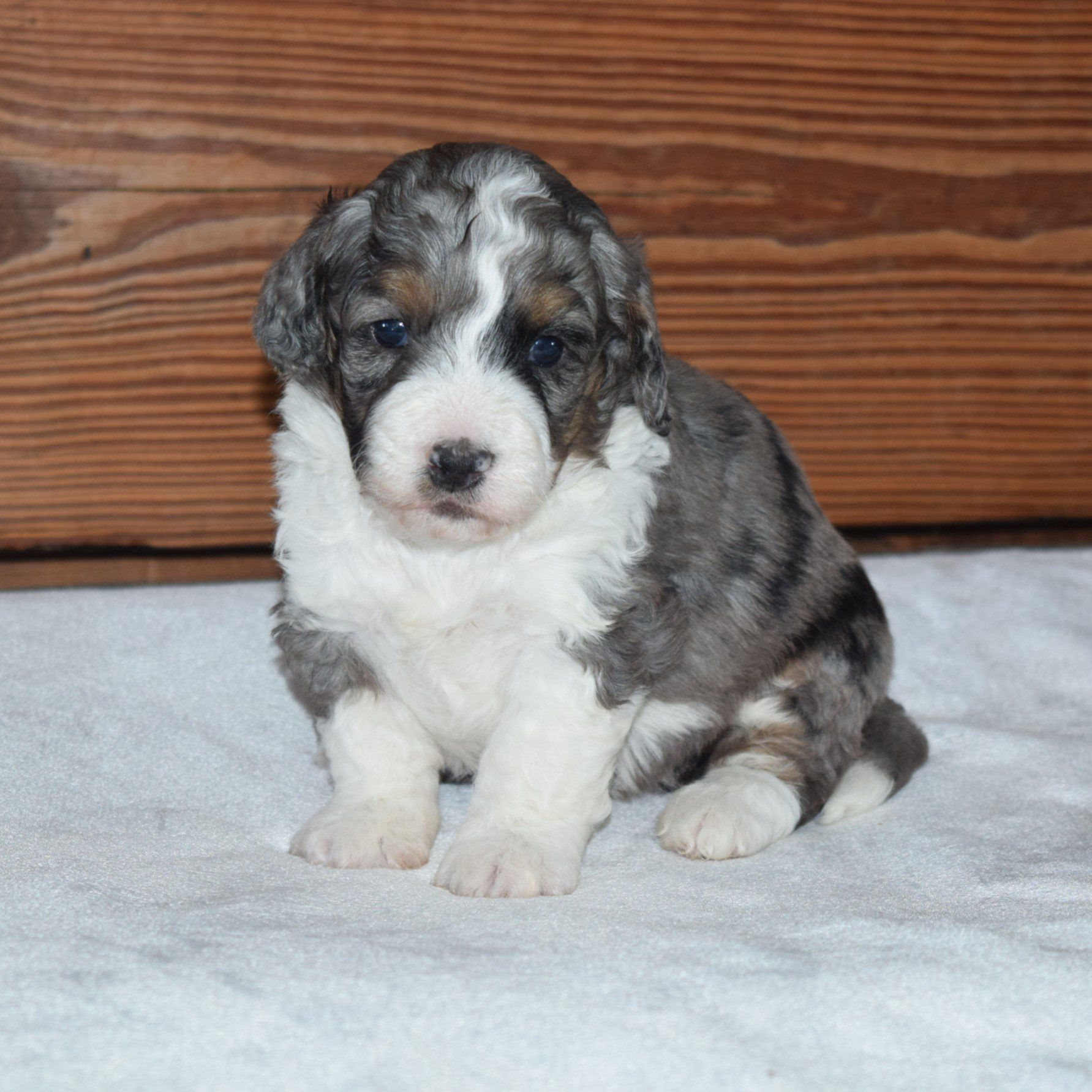 F1B Tiny Puppies | Bernedoodles Of The Open Prairie