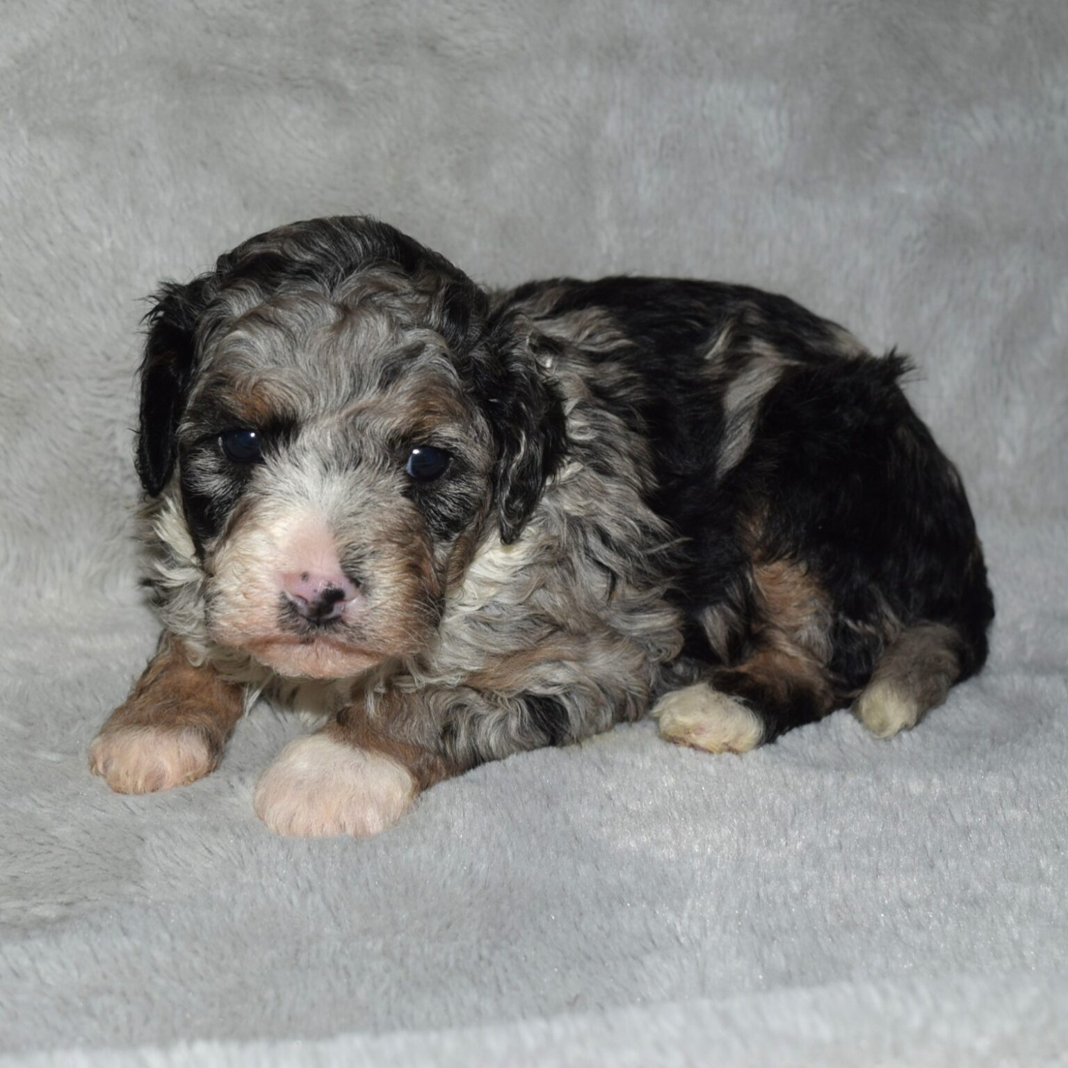 F1B Tiny Puppies | Bernedoodles Of The Open Prairie