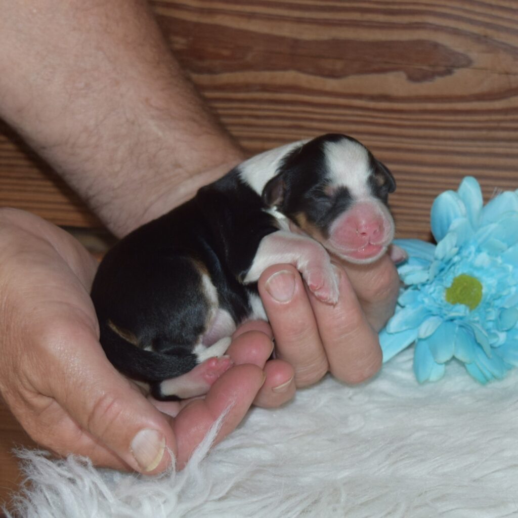 F1B Tiny/Micro-Mini Bernedoodles