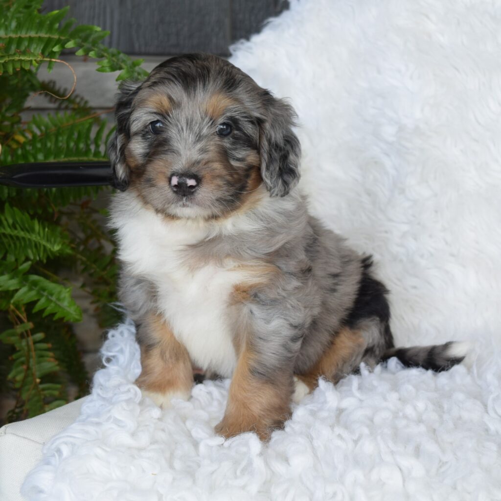 Available Bernedoodles | Bernedoodles Of The Open Prairie