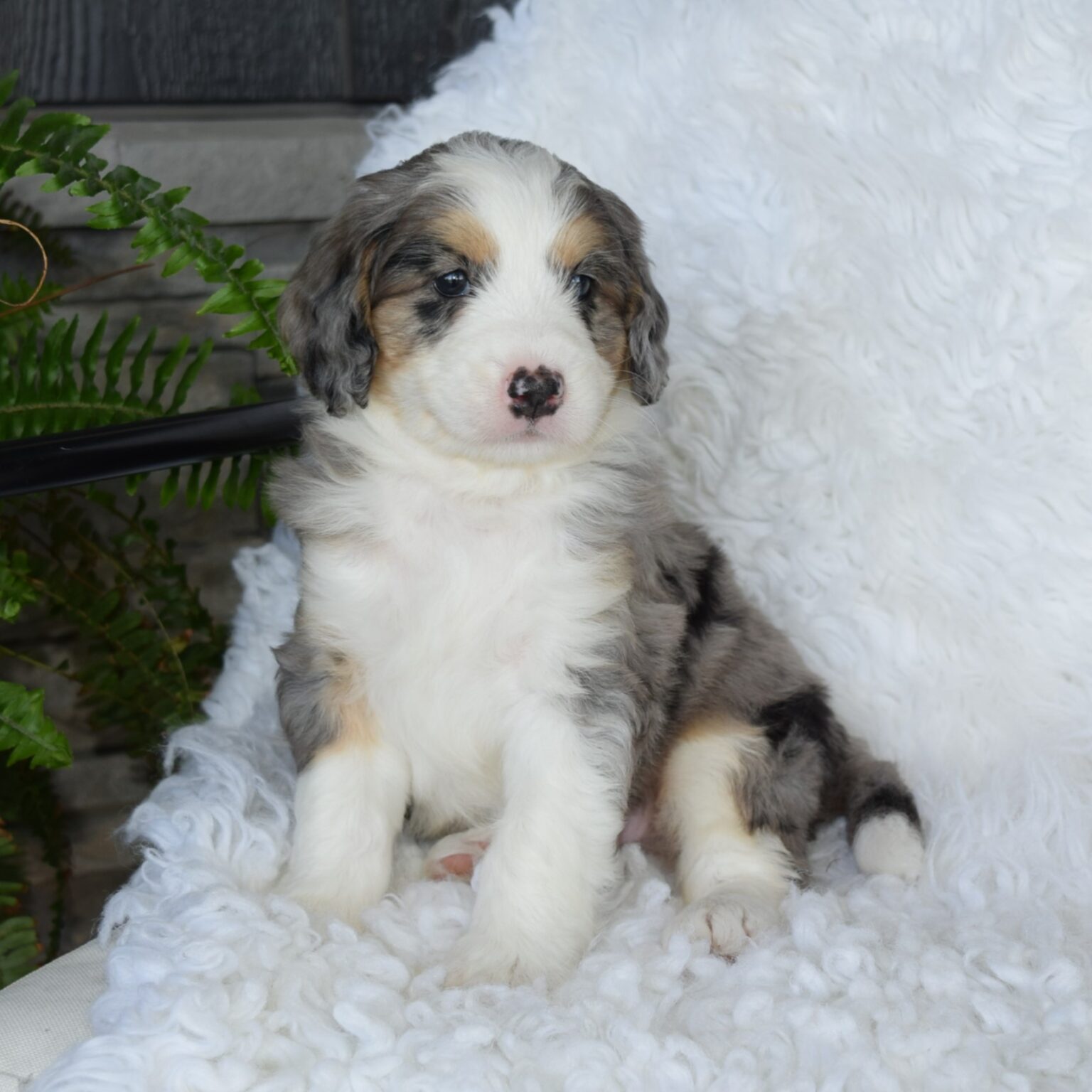 Available Bernedoodles | Bernedoodles Of The Open Prairie