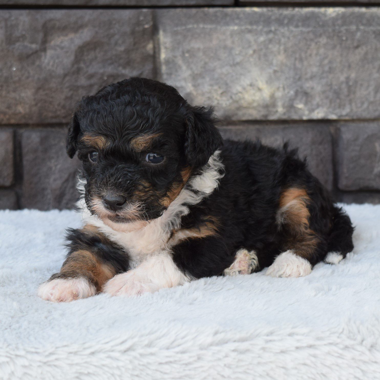 F1B Tiny/Micro-Mini Bernedoodles