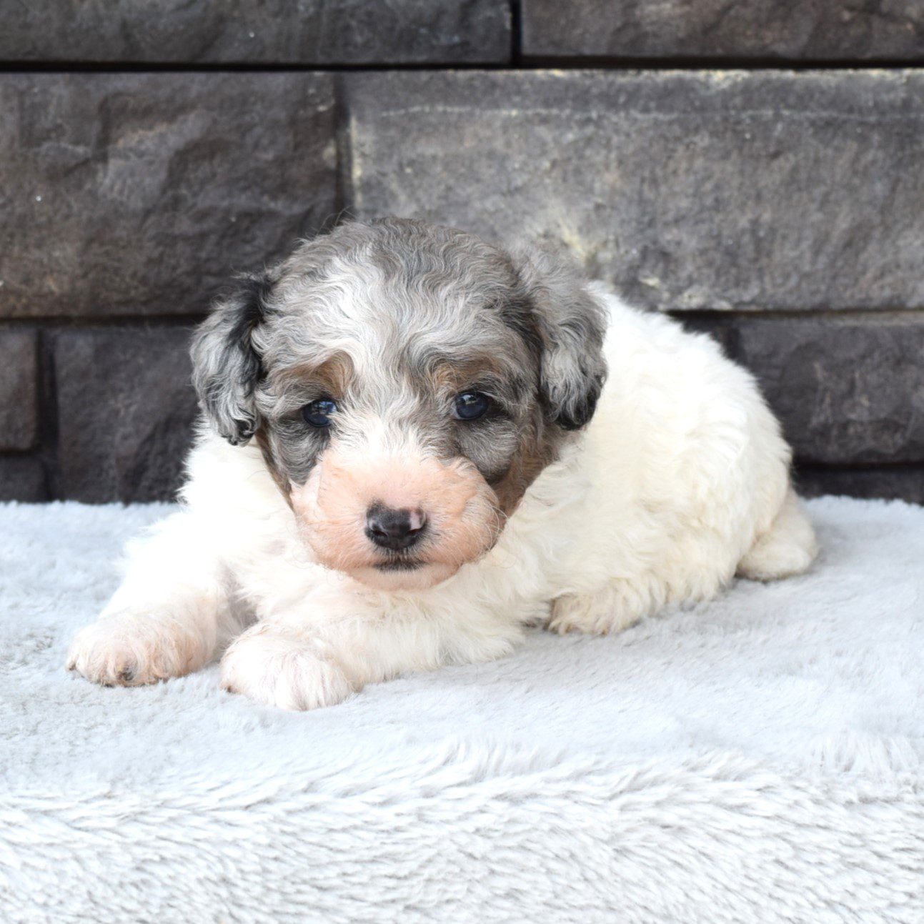 F1B Tiny/Micro-Mini Bernedoodles