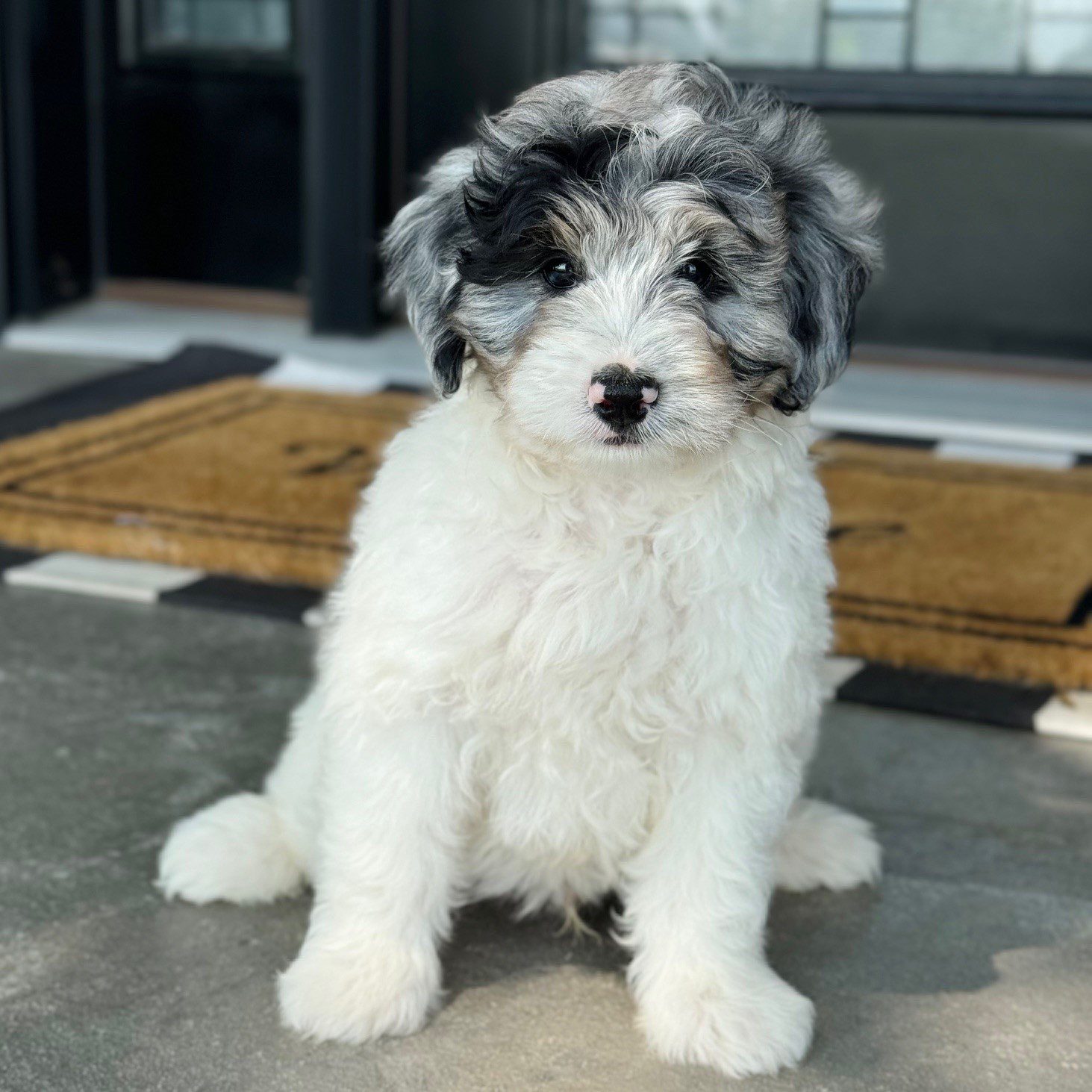 Available Bernedoodles | Bernedoodles Of The Open Prairie