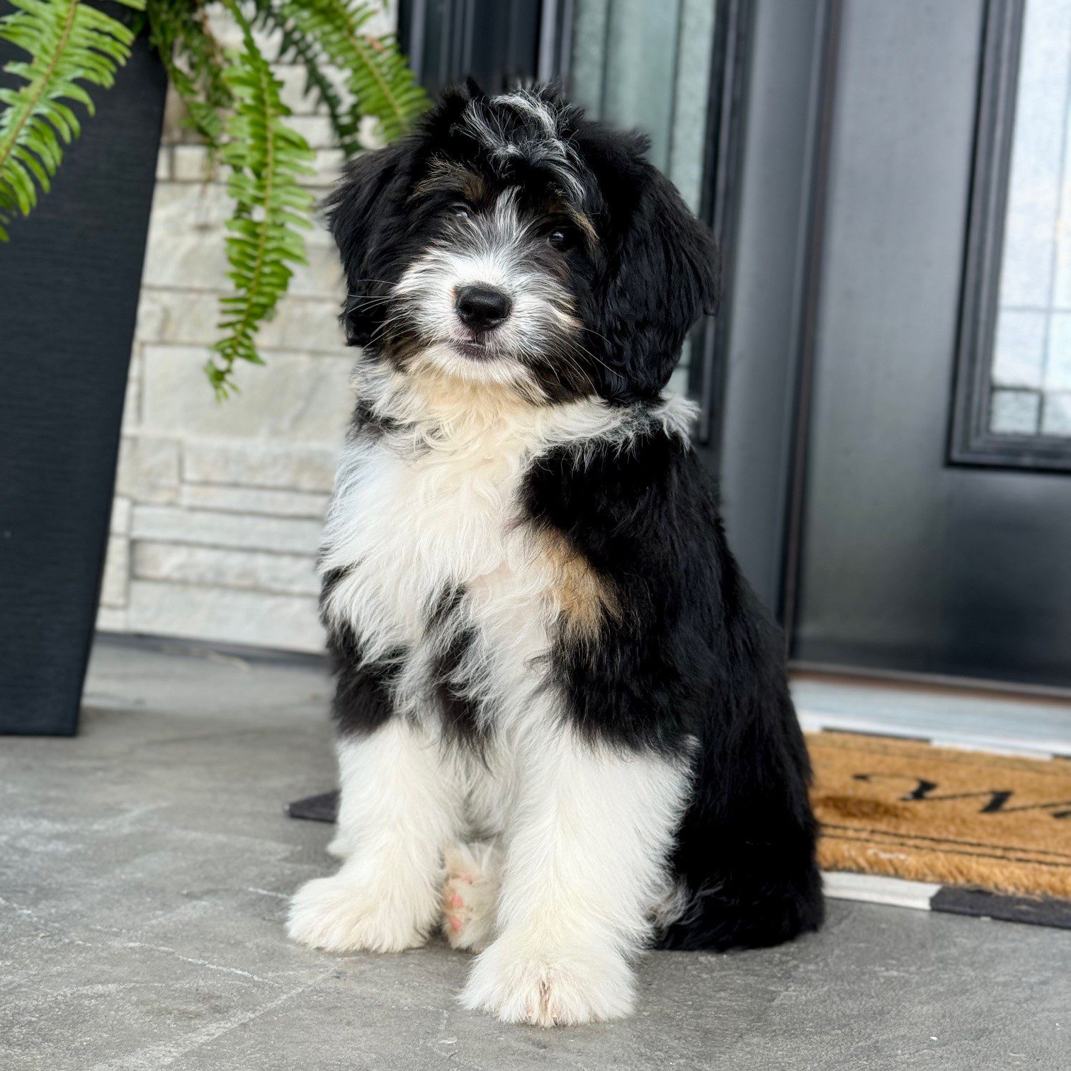 Available Bernedoodles | Bernedoodles Of The Open Prairie