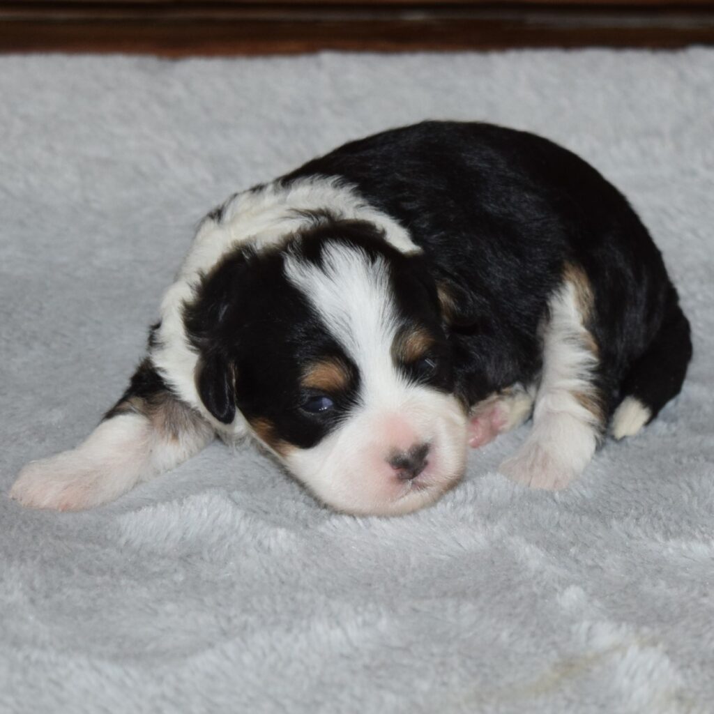 F1B Tiny/Micro-Mini Bernedoodles