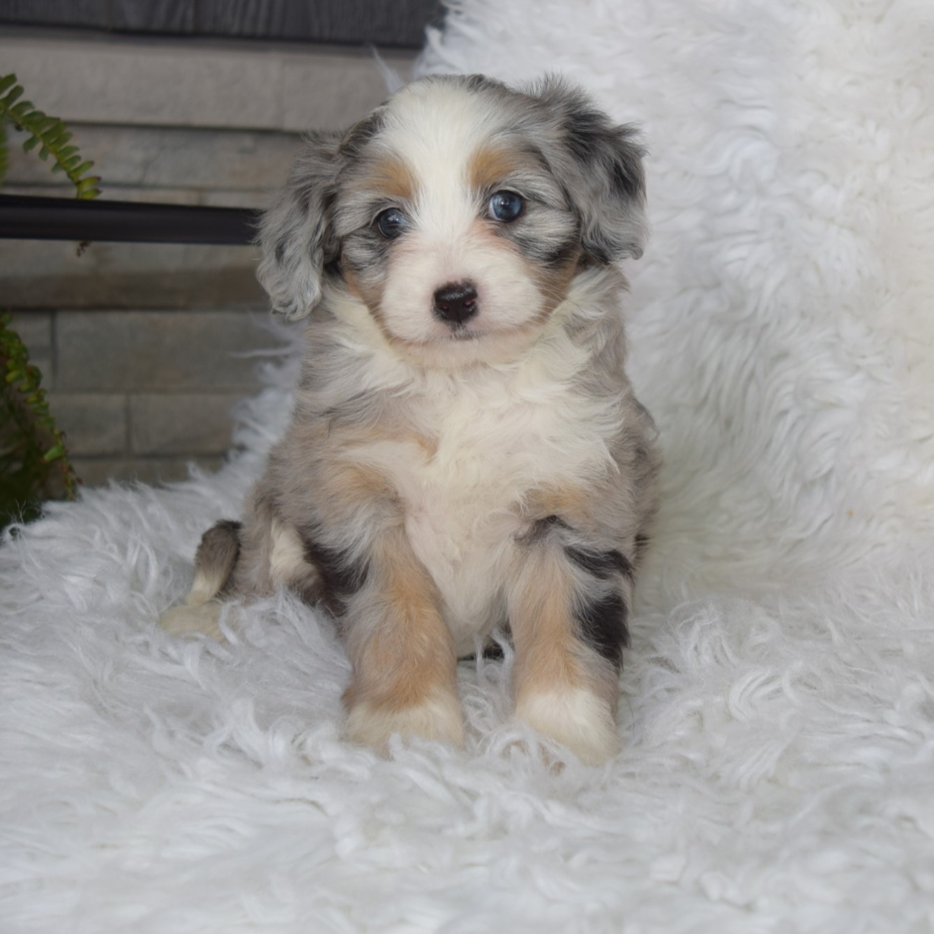 F1B Tiny/Micro-Mini Bernedoodles