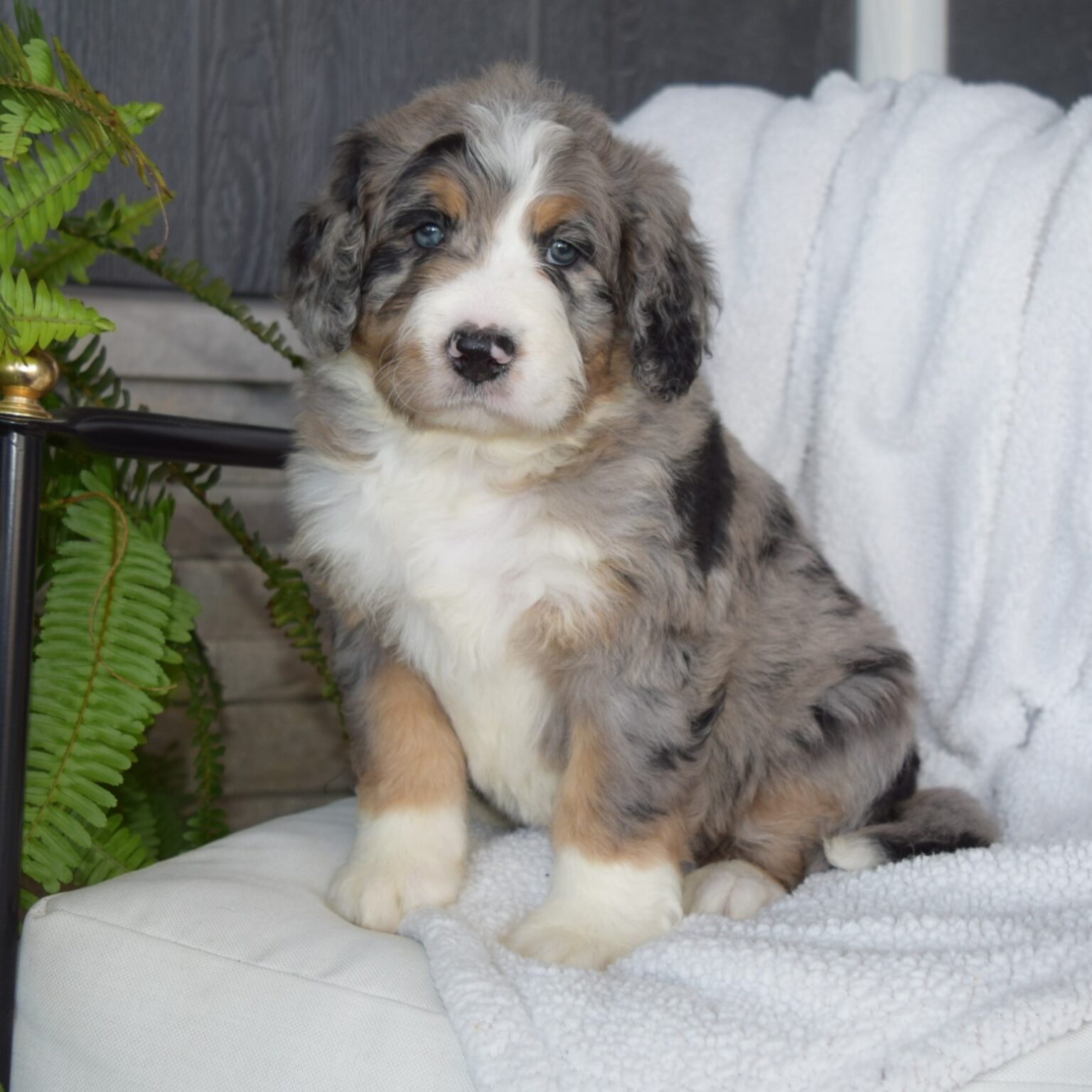 F1 Standard Bernedoodles