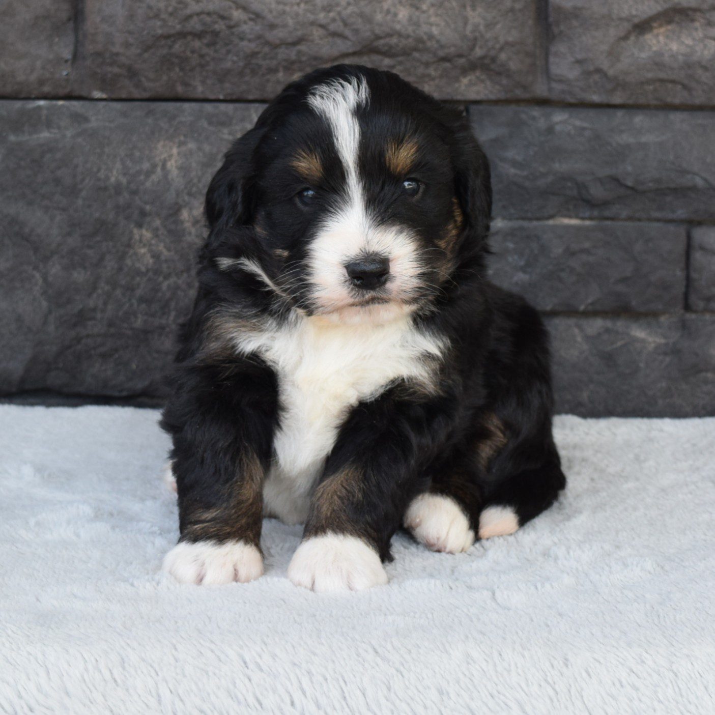 F1 Mini Bernedoodles | Bernedoodles Of The Open Prairie