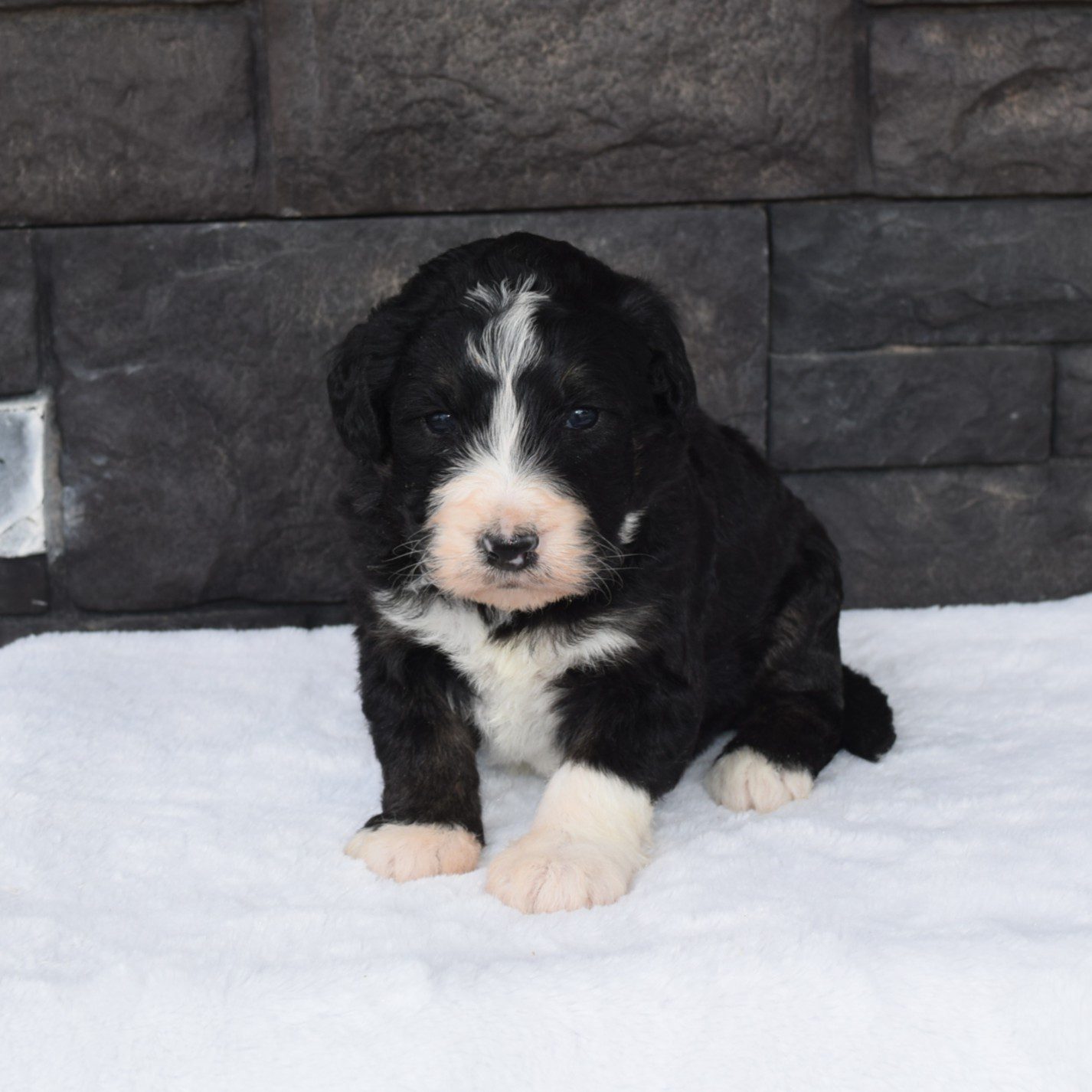 F1 Standard Bernedoodles