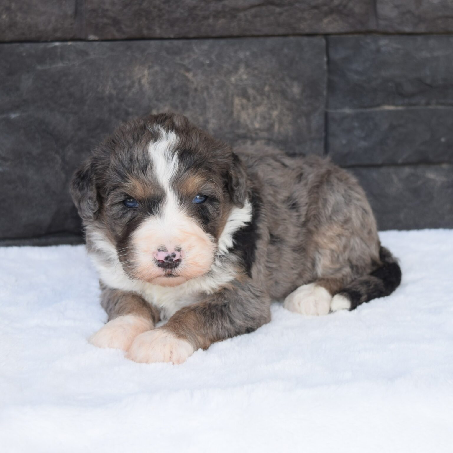 Available Bernedoodles | Bernedoodles Of The Open Prairie