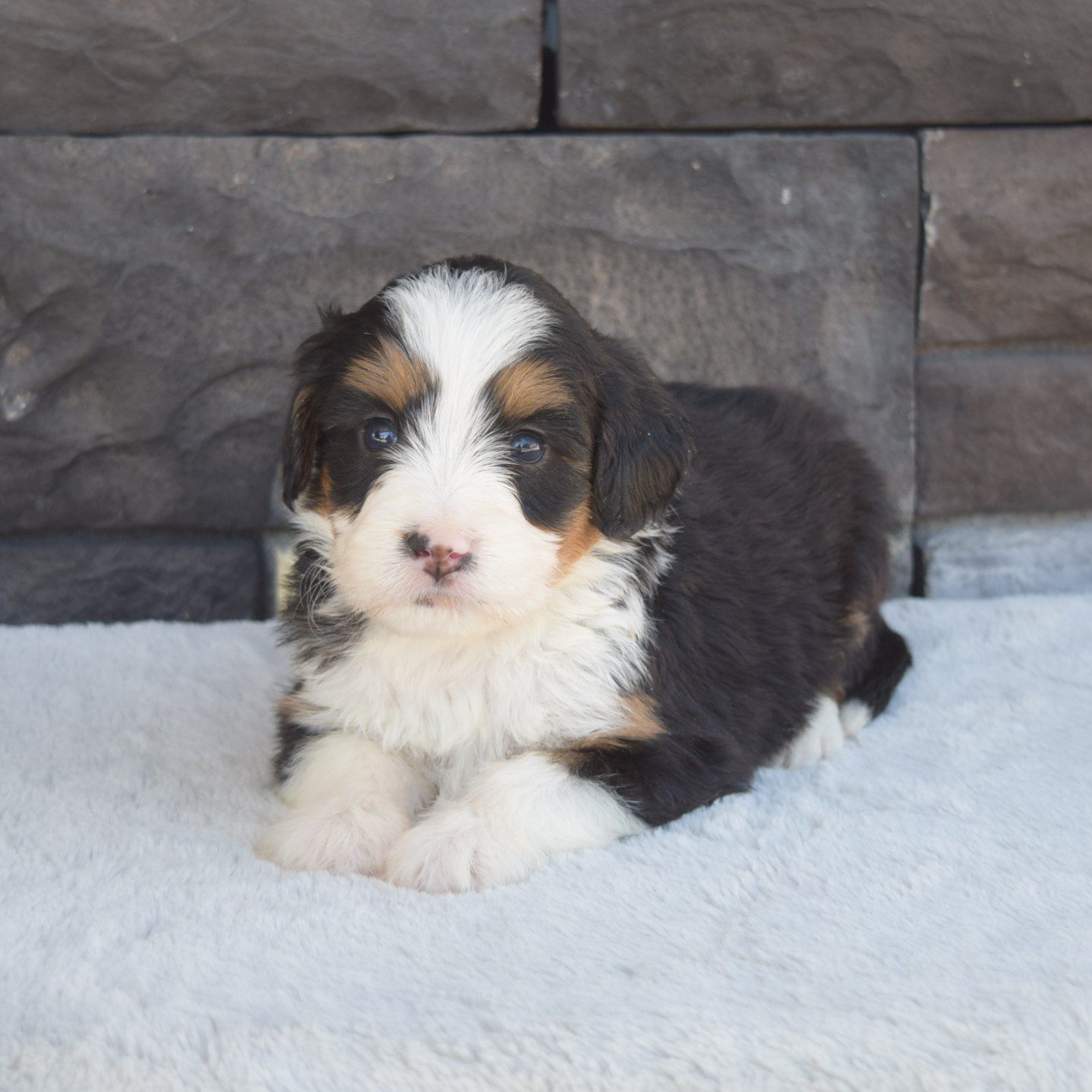 F1 Mini Bernedoodles | Bernedoodles Of The Open Prairie