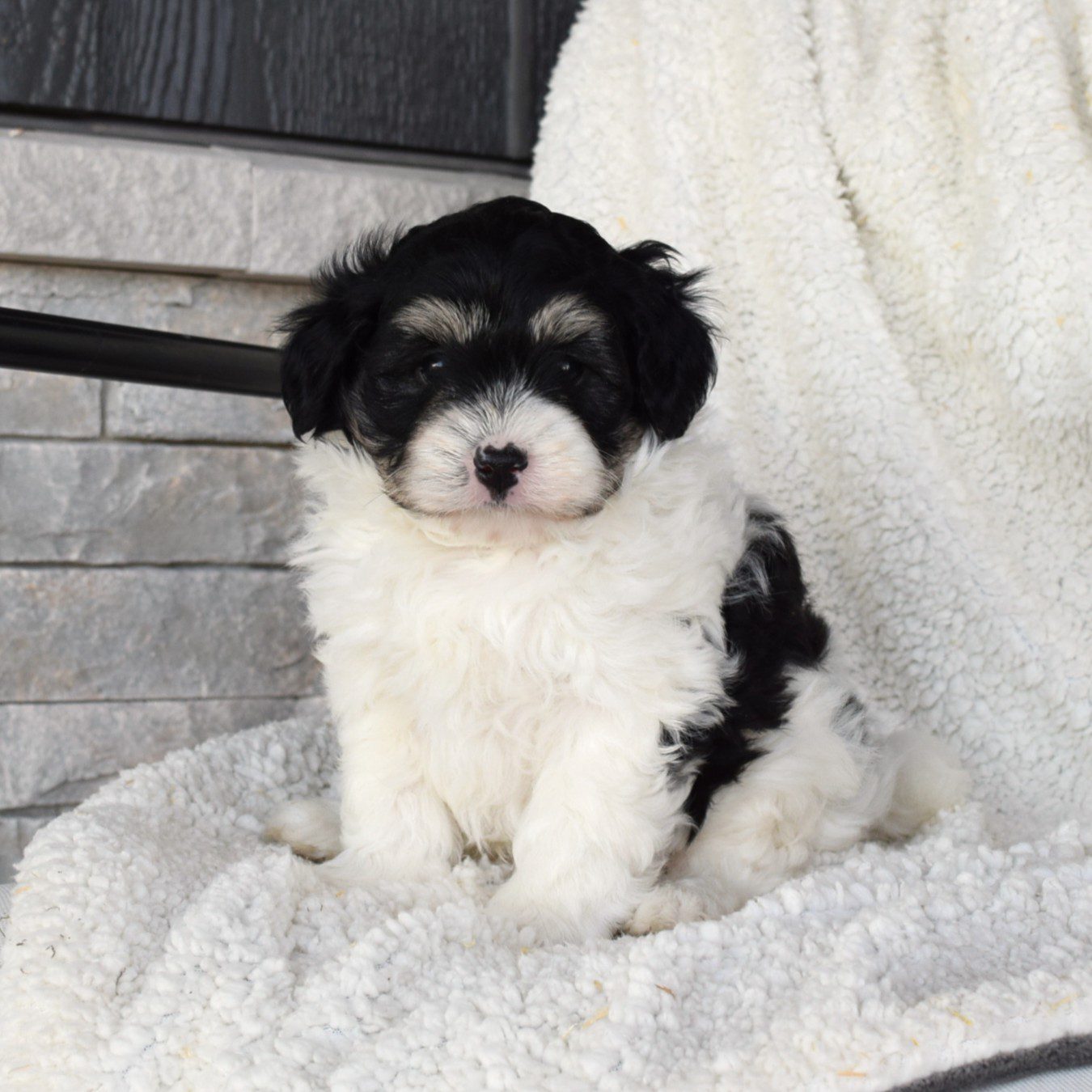 F1B Tiny/Micro-Mini Bernedoodles