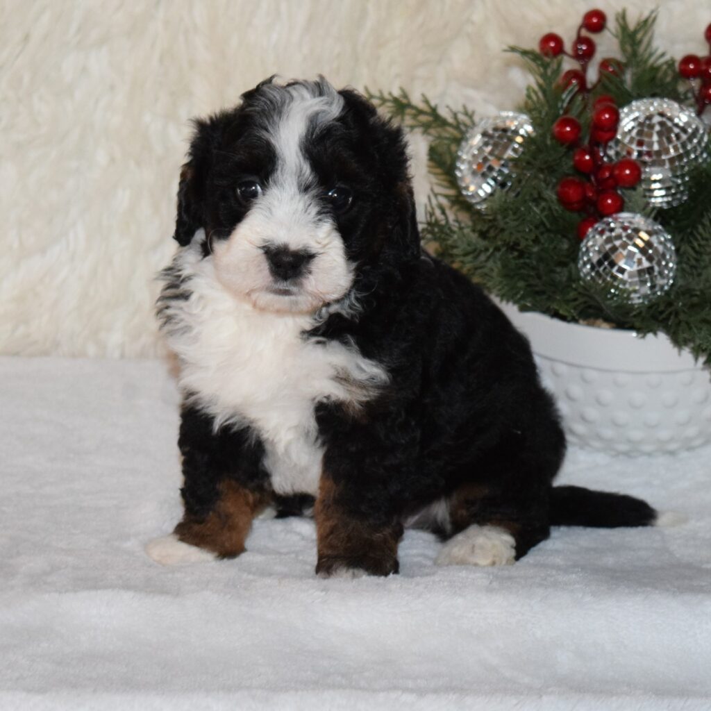 F1B Tiny/Micro-Mini Bernedoodles