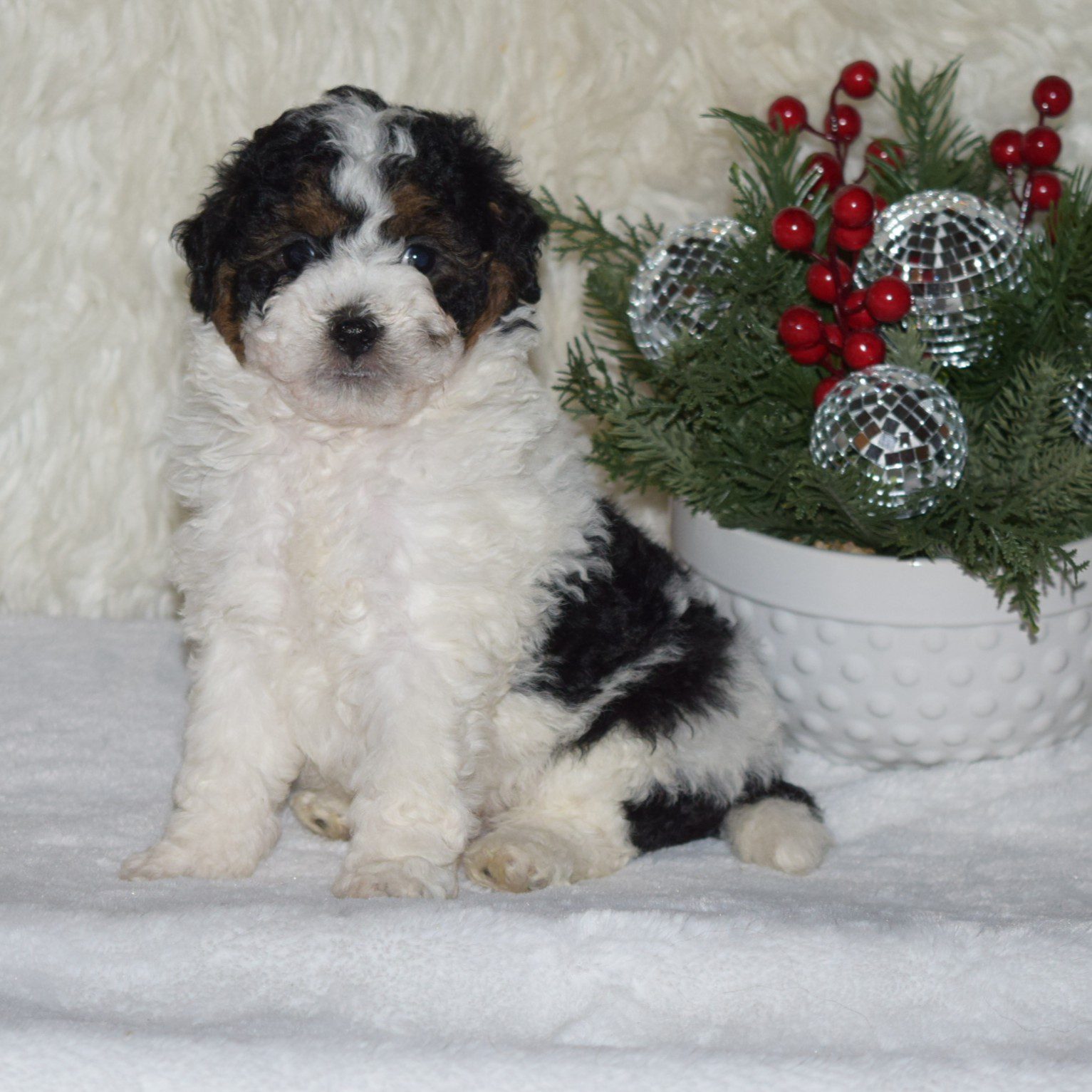 F1B Tiny/Micro-Mini Bernedoodles