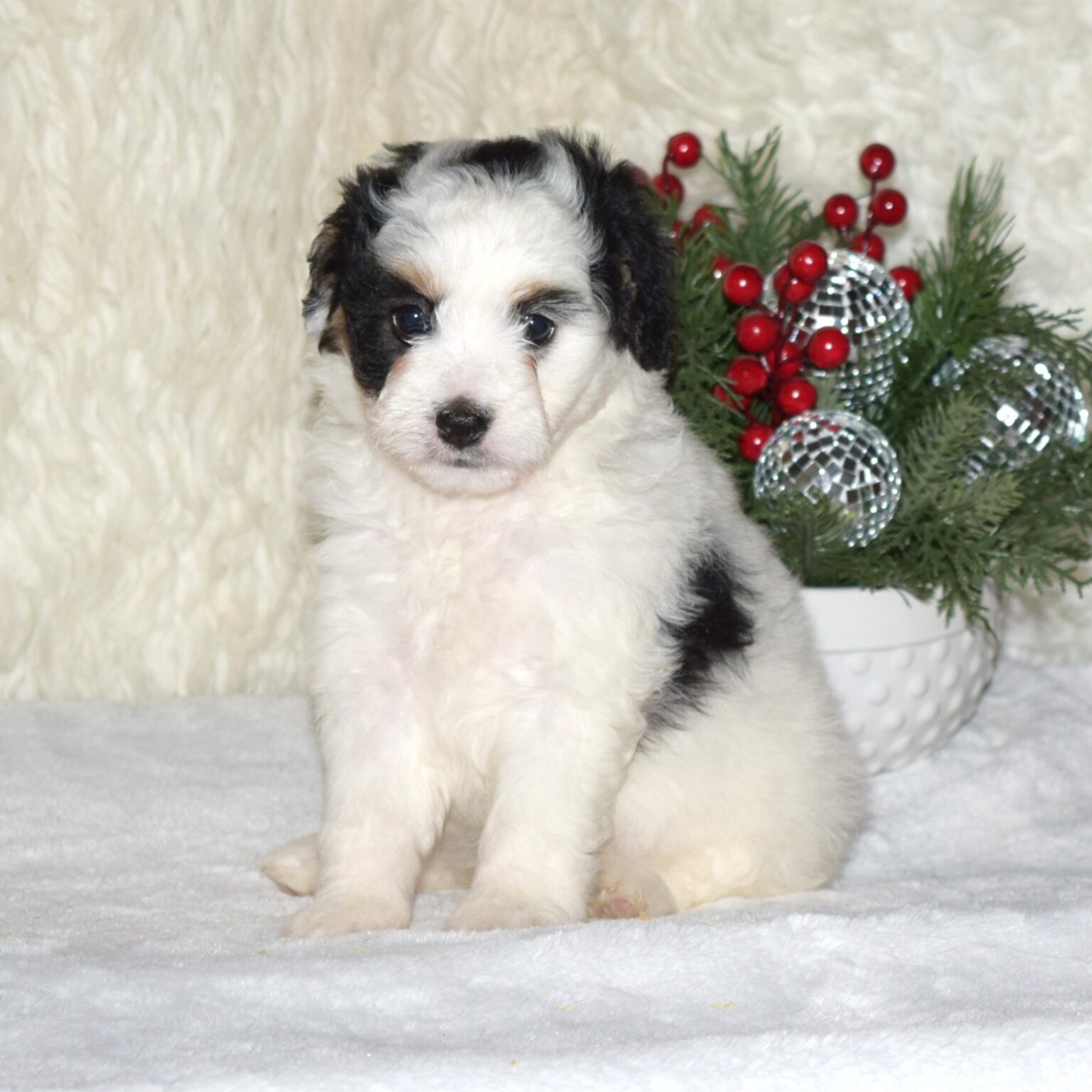 F1B Tiny/Micro-Mini Bernedoodles
