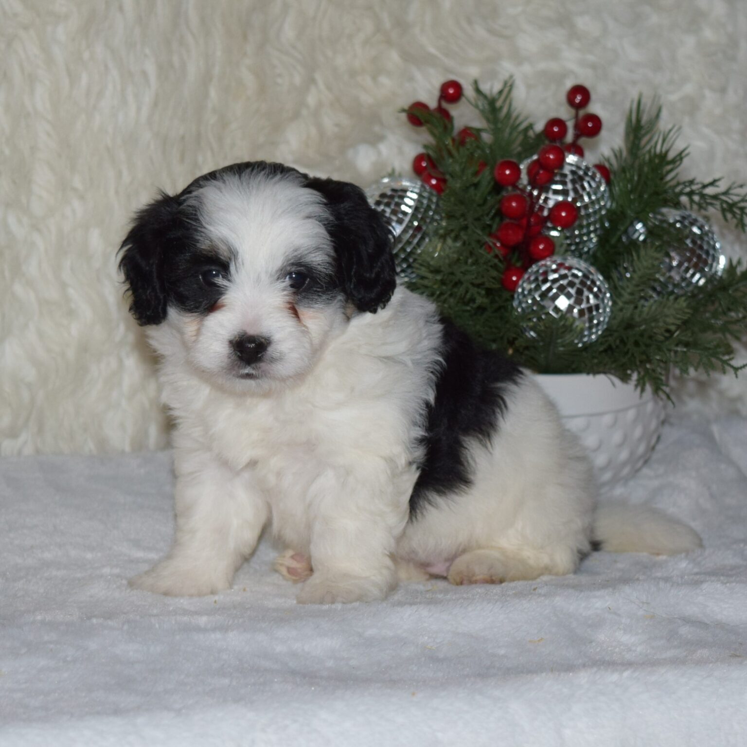 F1B Tiny/Micro-Mini Bernedoodles