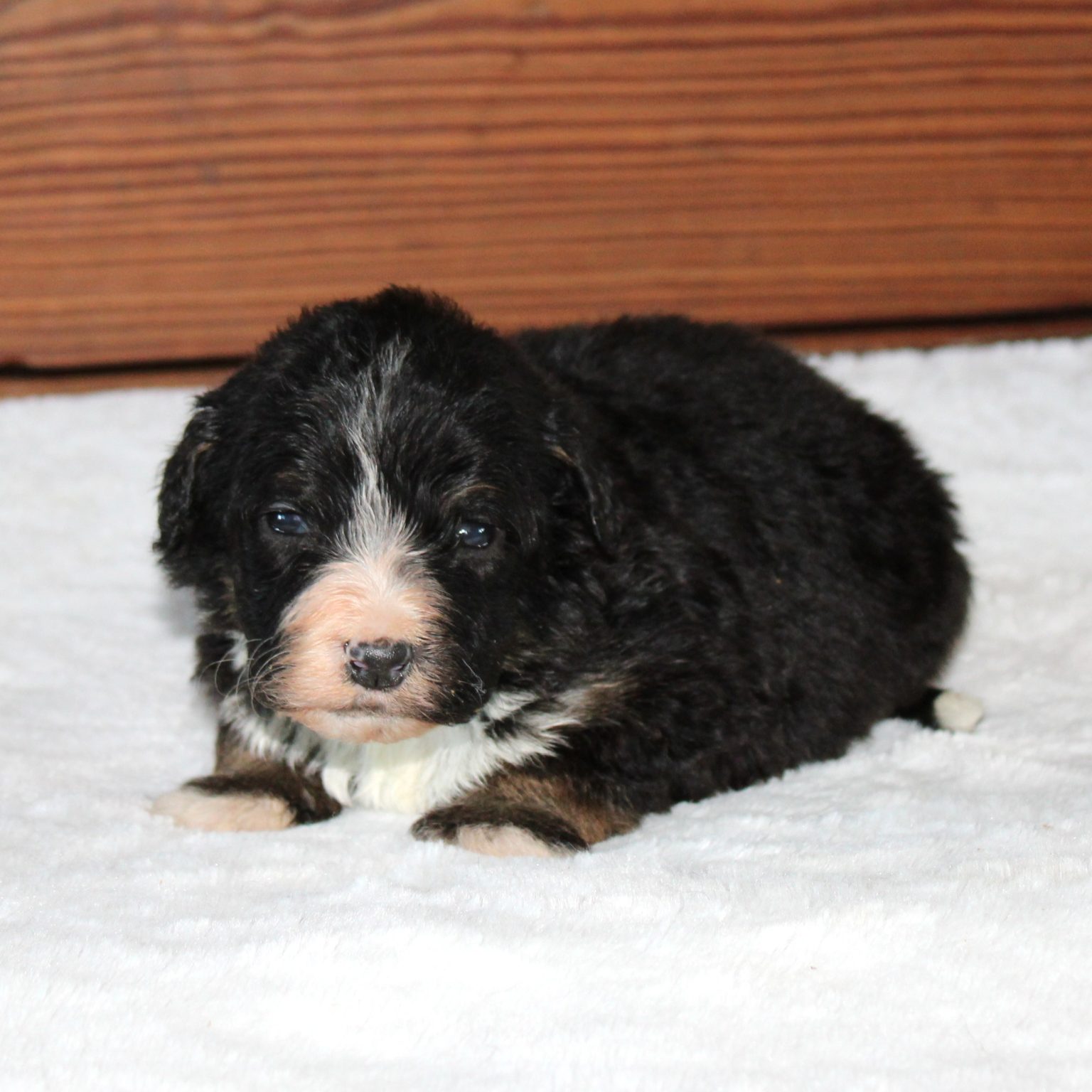 F1 Standard Bernedoodles