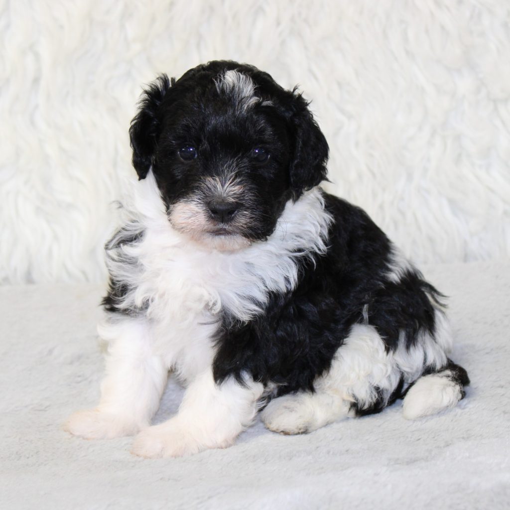 F1B Tiny/Micro-Mini Bernedoodles