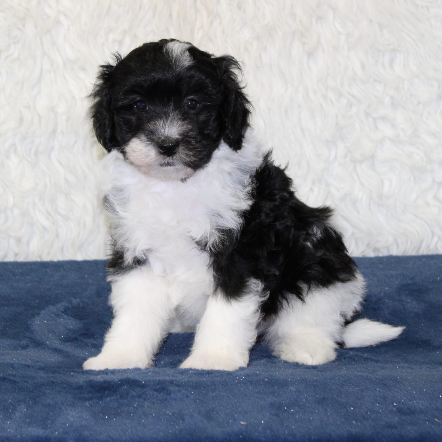 F1B Tiny/Micro-Mini Bernedoodles